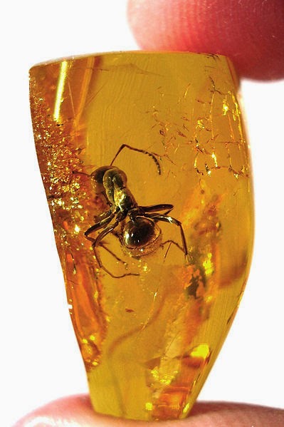 Amber Geology Page Amber Geology Page