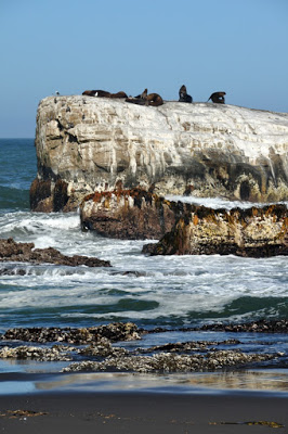 Uplifted island: Isla Santa María island in south of central Chile ...