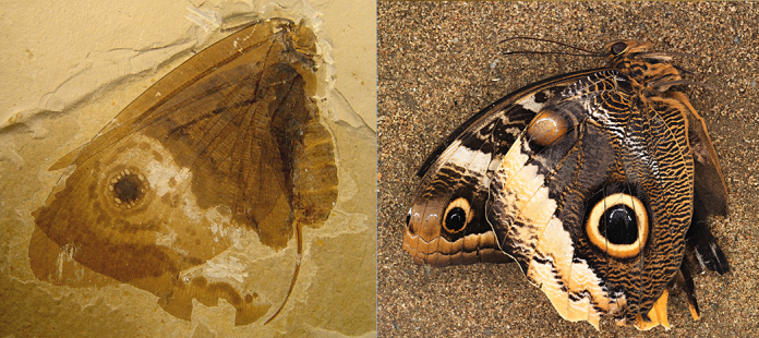 Discovery of 'Jurassic butterflies' | Geology Page