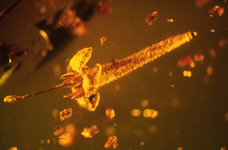 Trapped in Amber: Rutgers Botanist Names New Flower Species | Geology Page