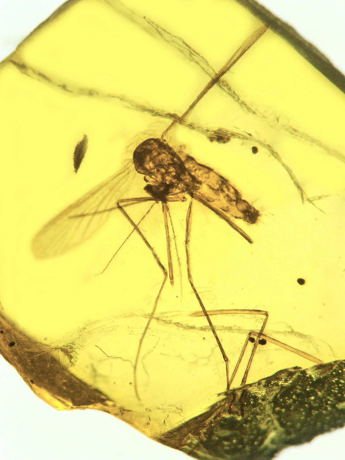 An ancient killer: Ancestral malarial organisms traced to age of ...