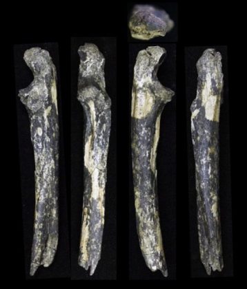 Australopithecus fossils found east of the Great Rift Valley | Geology Page