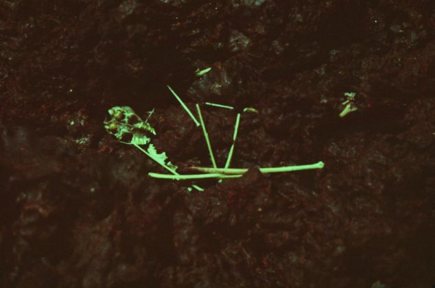 Discovery of extinct bat doubles diversity of native Hawaiian land ...