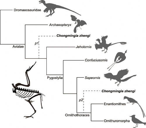 New basal bird from China reveals the morphological diversity in early ...