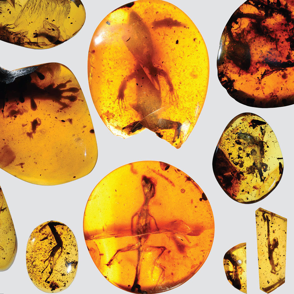 99 million years old Lizards Trapped in Amber Give Clues to 'lost ...