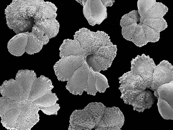Ancient marine sediments provide clues to future climate change ...