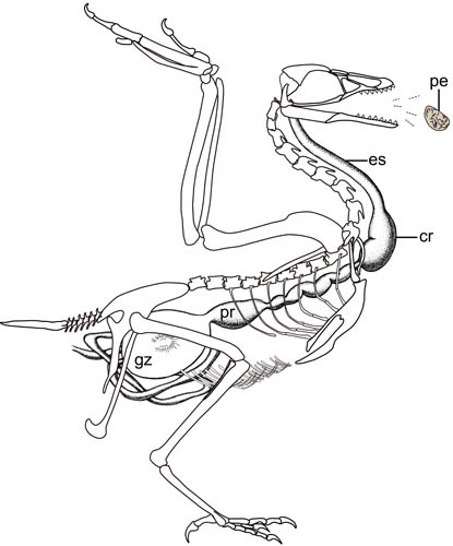 Fish-eating enantiornithine bird provides evidence of modern avian ...