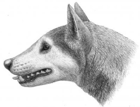 Fossil dog: New species roamed eastern North America 12 million years ...