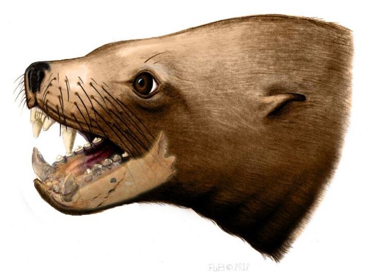 Further evidence found against ancient 'killer walrus' theory | Geology ...