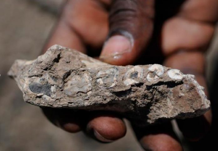 Lucy had neighbors: A review of African fossils | Geology Page