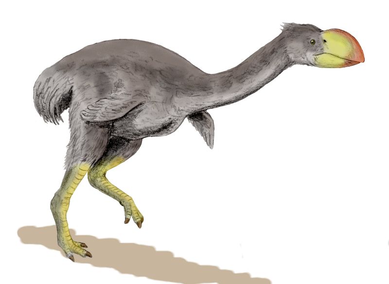 Big Bird Sex Life Revealed Geology Page