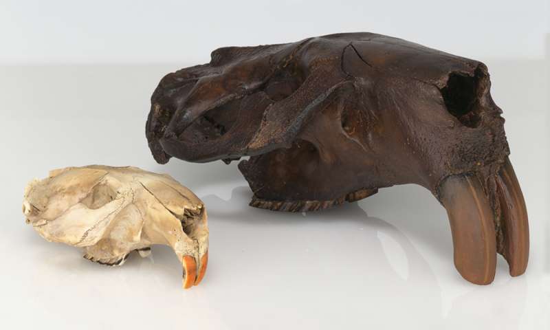 Historic fossils find new life telling the story of ancient proteins ...