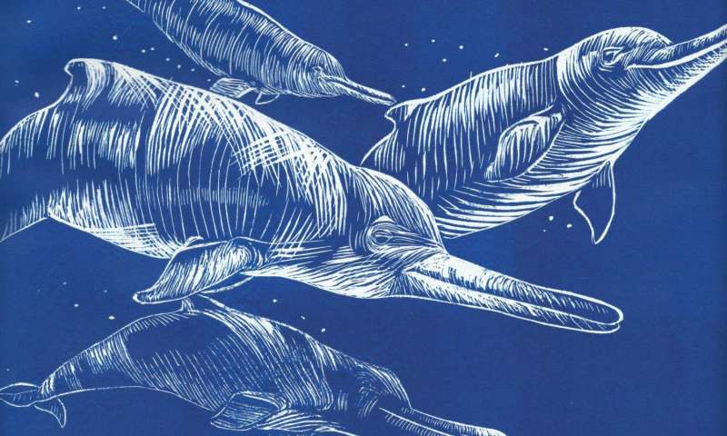 New species of extinct river dolphin discovered in Smithsonian ...