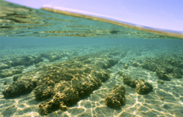 A window on Earth’s first life forms: finding more stromatolites ...