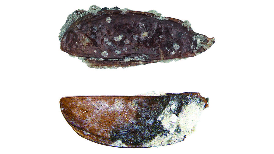American scientists discover the first Antarctic ground beetle ...