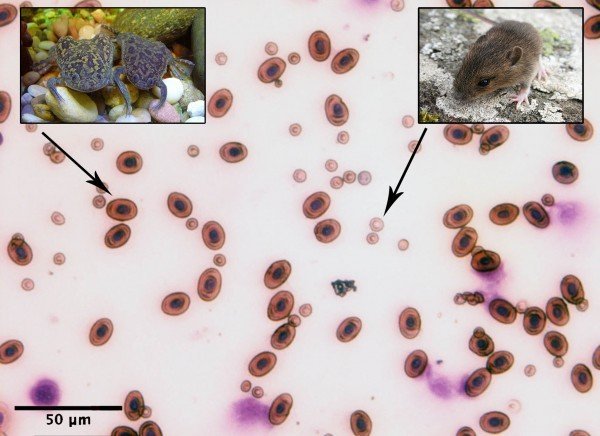 Biologists follow 'fossilizable' clues to pinpoint when mammal, bird ...