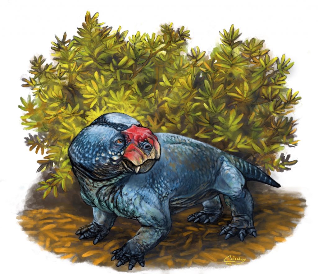 New species of dicynodont from the Karoo Basin of South Africa ...