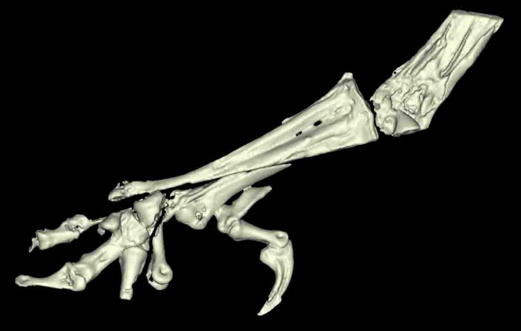 Ancient fossil reveals the evolution of bird legs for the first time ...