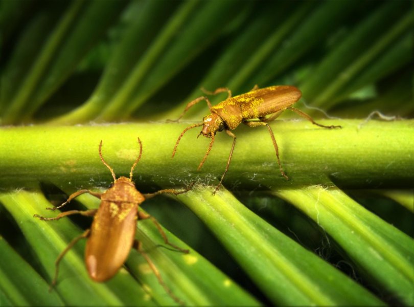 Mid-Mesozoic beetle in amber stirs questions on rise of flowering ...