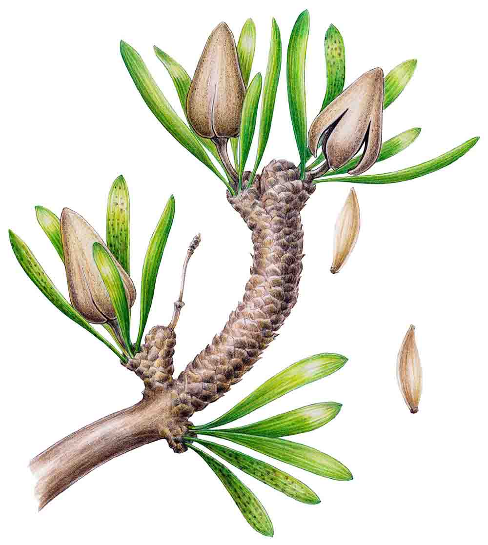 Paleontologists find fossil relative of Ginkgo biloba | Geology Page