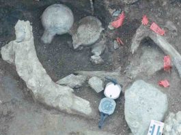 Cerutti Mastodon: The earliest evidence of humans in North America ...