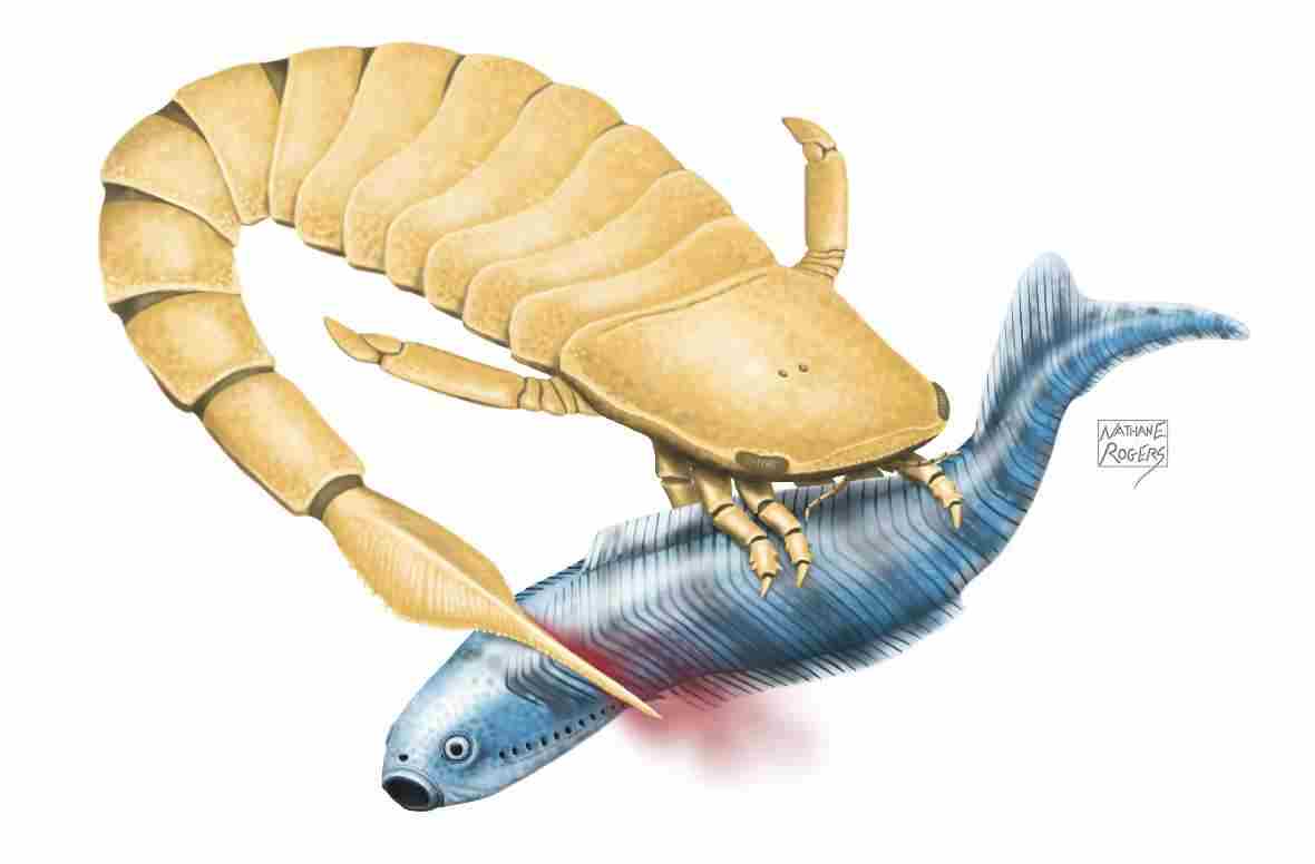 Sea scorpions: The original sea monster | Geology Page