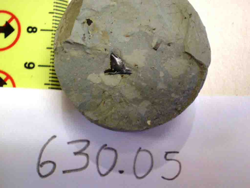 Team finds shark tooth in northwest Amazon basin | Geology Page