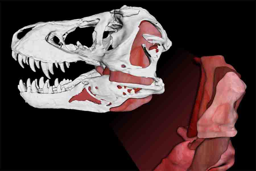 The secrets behind T-rex’s bone crushing bites | Geology Page