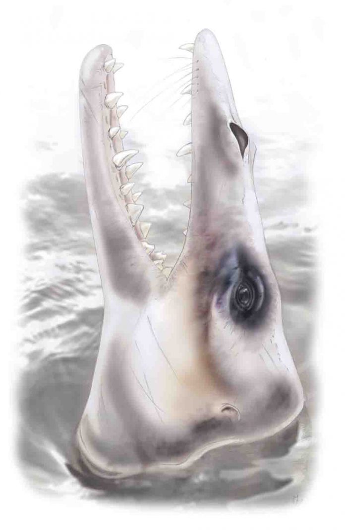 Extinct early whales listened like their relatives on land, fossil ...