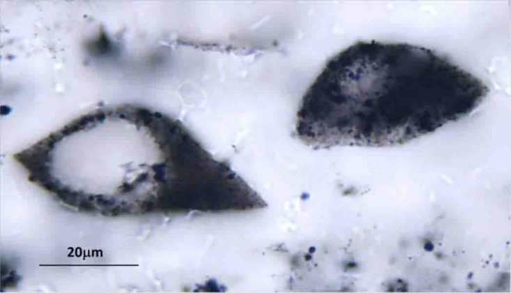 Ancient plankton-like microfossils span two continents | Geology Page