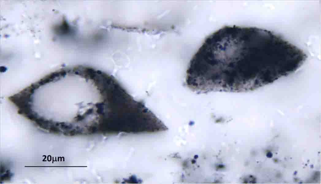 Ancient Plankton Like Microfossils Span Two Continents Geology Page