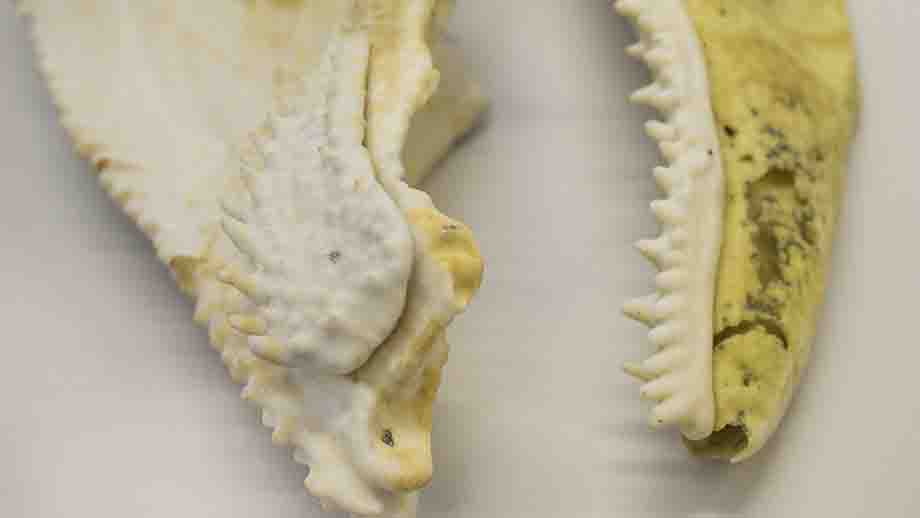 400-million-year-old fish fossil reveals jaw structure linked to humans ...
