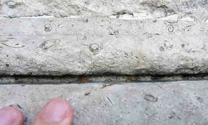 Cretaceous snails conceal themselves in monuments in Madrid | Geology Page