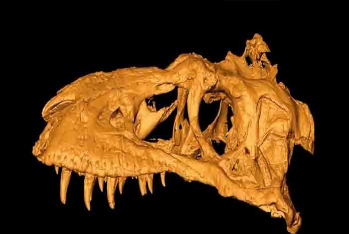 Unique imaging of a dinosaur's skull tells evolutionary tale | Geology Page