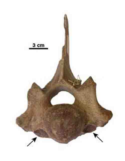 Woolly rhino neck ribs provide clues about their decline and eventual ...
