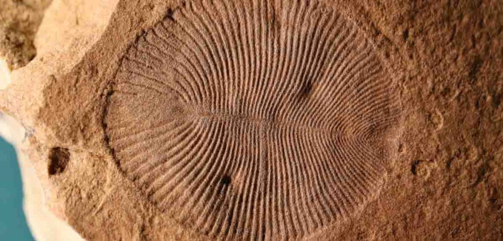 'Mysterious' ancient creature was definitely an animal, research ...