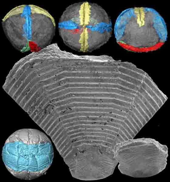 Fossil orphans reunited with their parents after half a billion years ...
