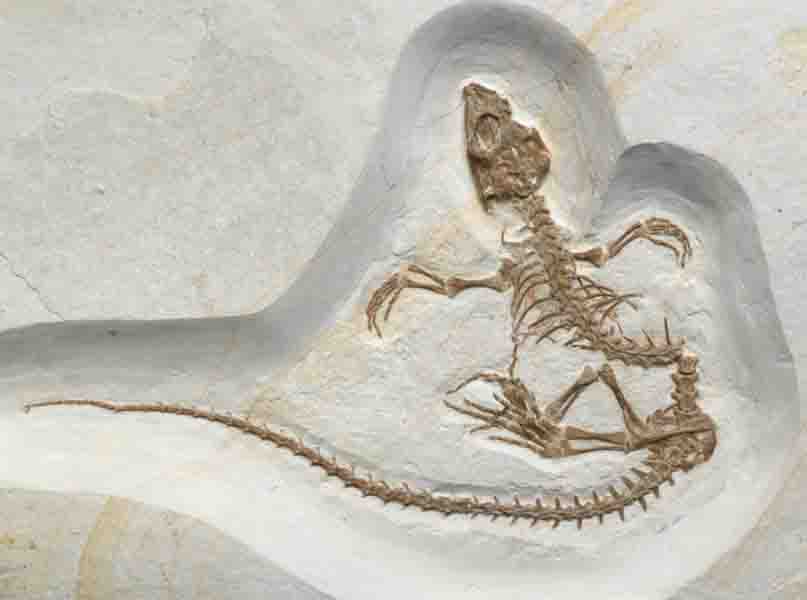 Recently discovered fossil shows transition of a reptile from life on ...