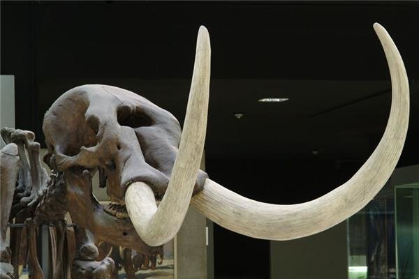 Modern humans vs. giant animals | Geology Page