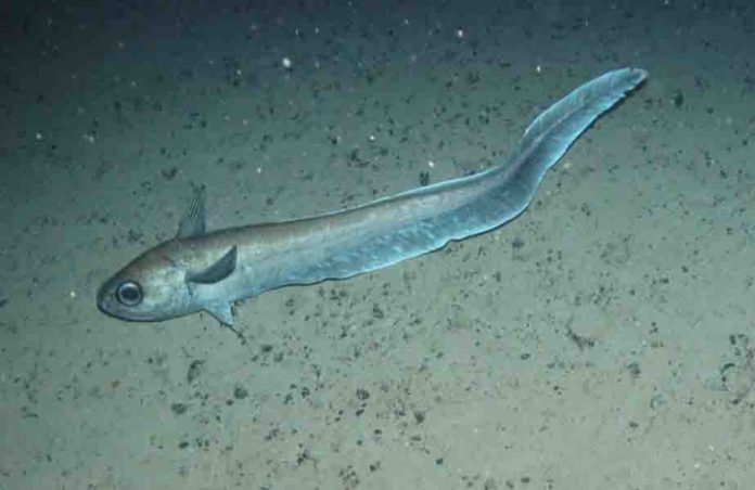 Deep-sea fish choose habitat according to genotype, new research says ...