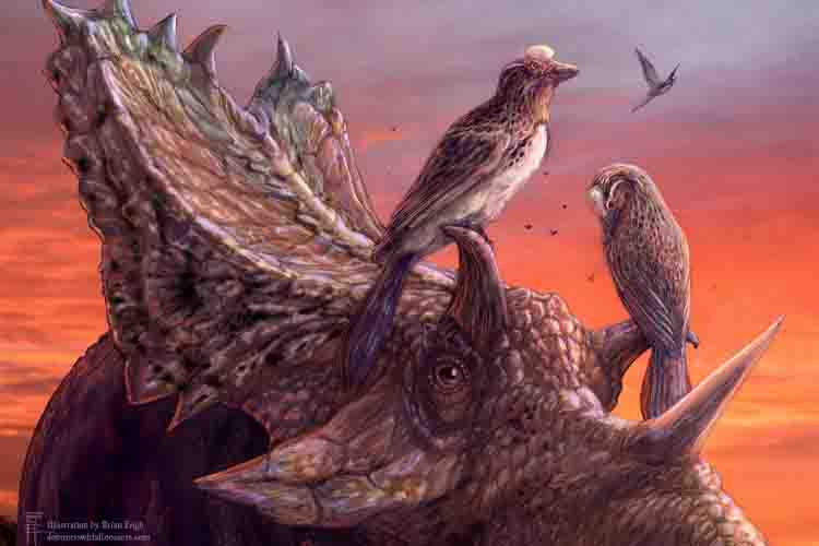 Rare fossil bird deepens mystery of avian extinctions | Geology Page