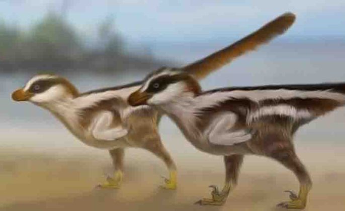 Tiny raptor tracks lead to big discovery | Geology Page