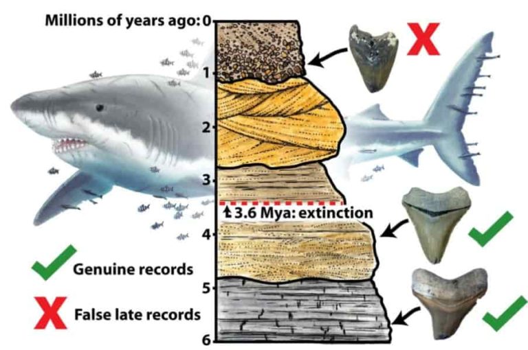 Giant 'megalodon' shark extinct earlier than previously thought ...