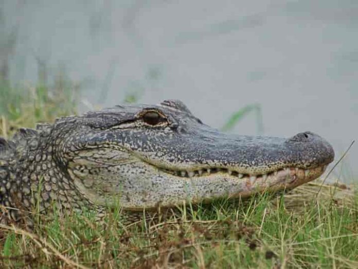 Alligator study reveals insight into dinosaur hearing | Geology Page