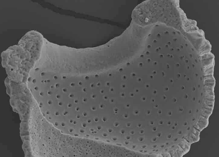 The deep Southern Ocean is key to more intense ice ages | Geology Page