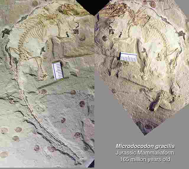 Jurassic fossil shows how early mammals could swallow like their modern ...