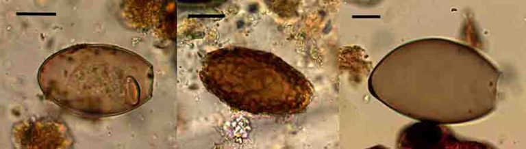 Ancient feces reveal how 'marsh diet' left Bronze Age Fen folk infected ...