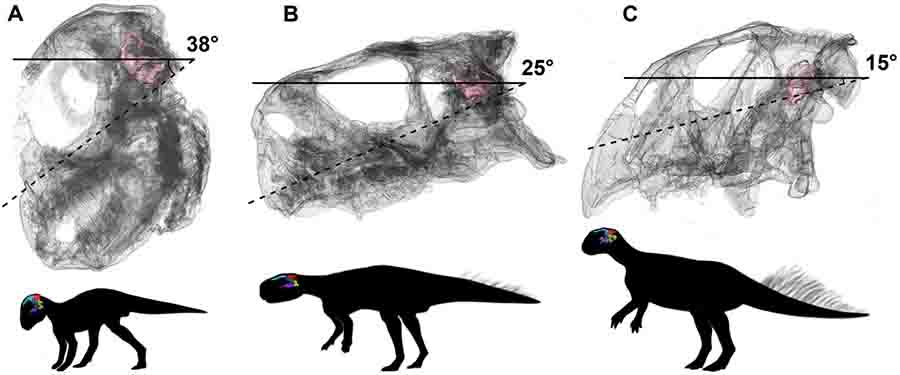 Dinosaur brains from baby to adult | Geology Page