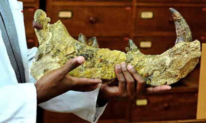 Hidden mysteries lie in wait inside Kenya's fossil treasury | Geology Page