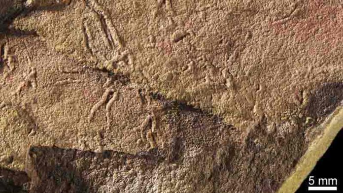 Ancient fossils reveal fresh clues about early life on land | Geology Page